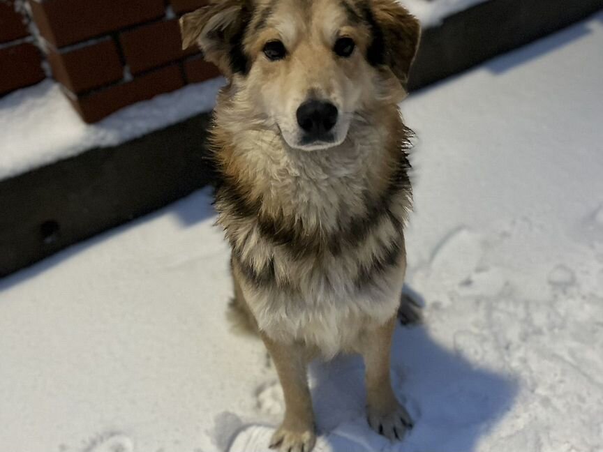 Собака в добрые руки