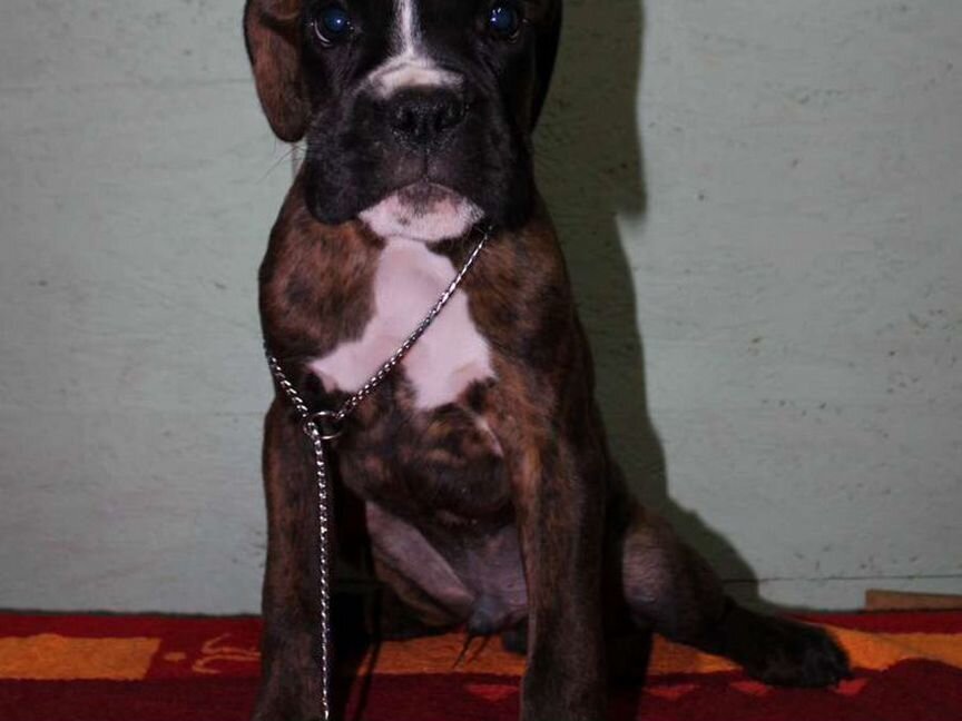 Немецкий боксер щенки РКФ документы,рыжие и тигров