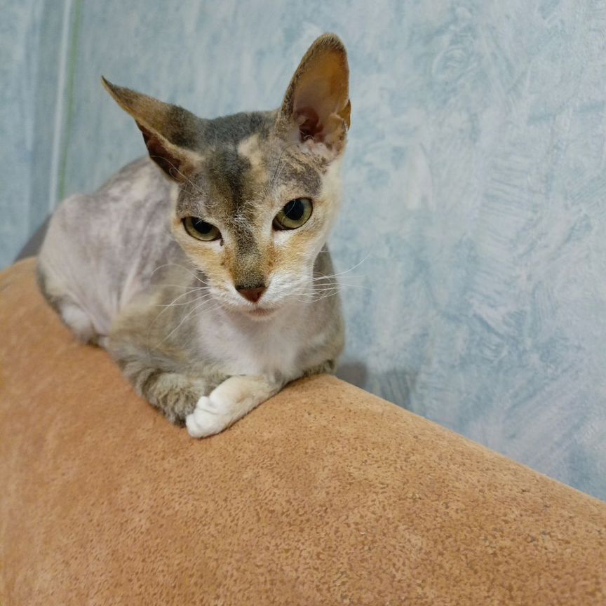 Кошка в добрые руки