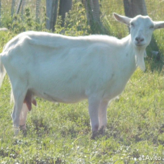 Козы на мясо
