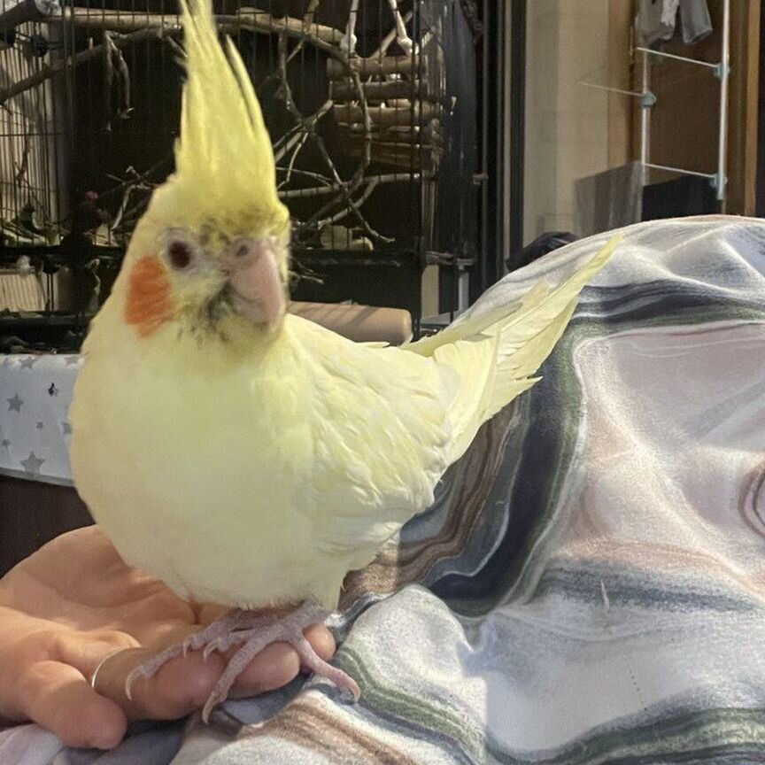 Попугай корелла с клеткой