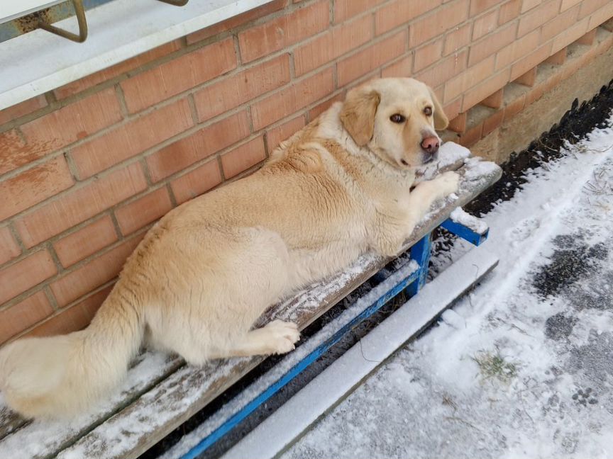 Лабрадор ретривер