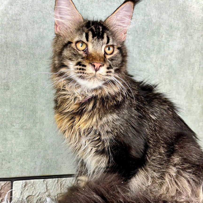 Котенок мейн-кун