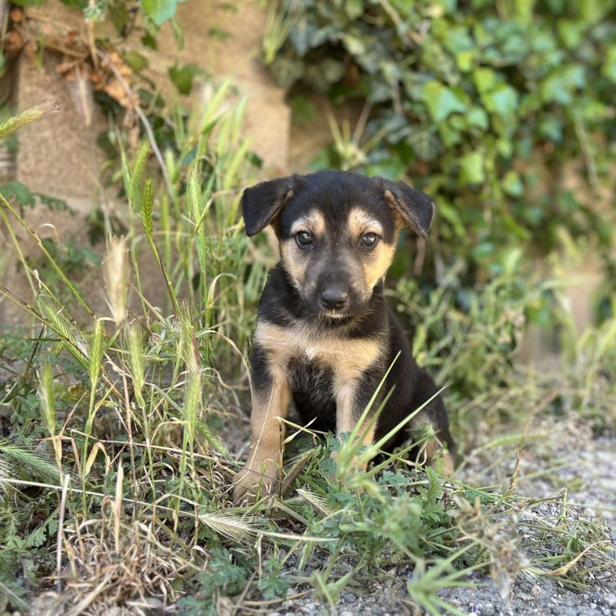 Щенок в добрые руки