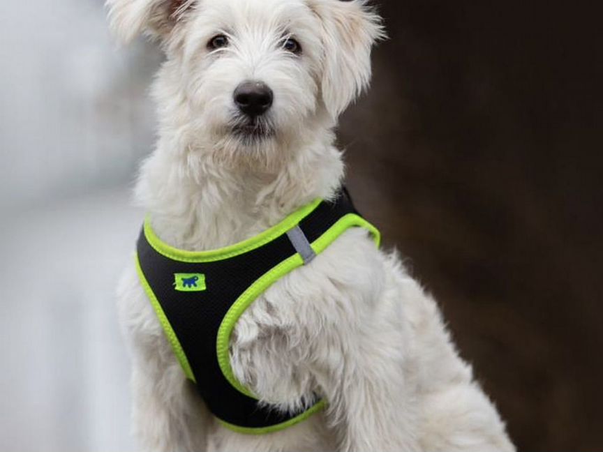 Пшеничный терьер ищет дом