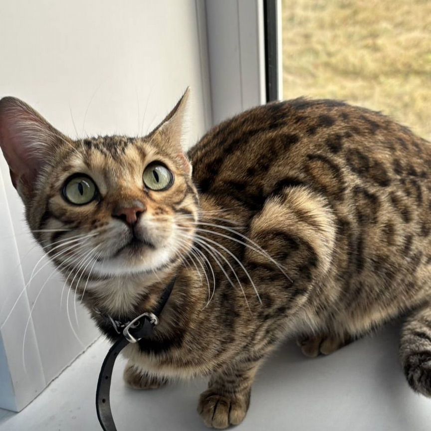 Бенгальская кошка