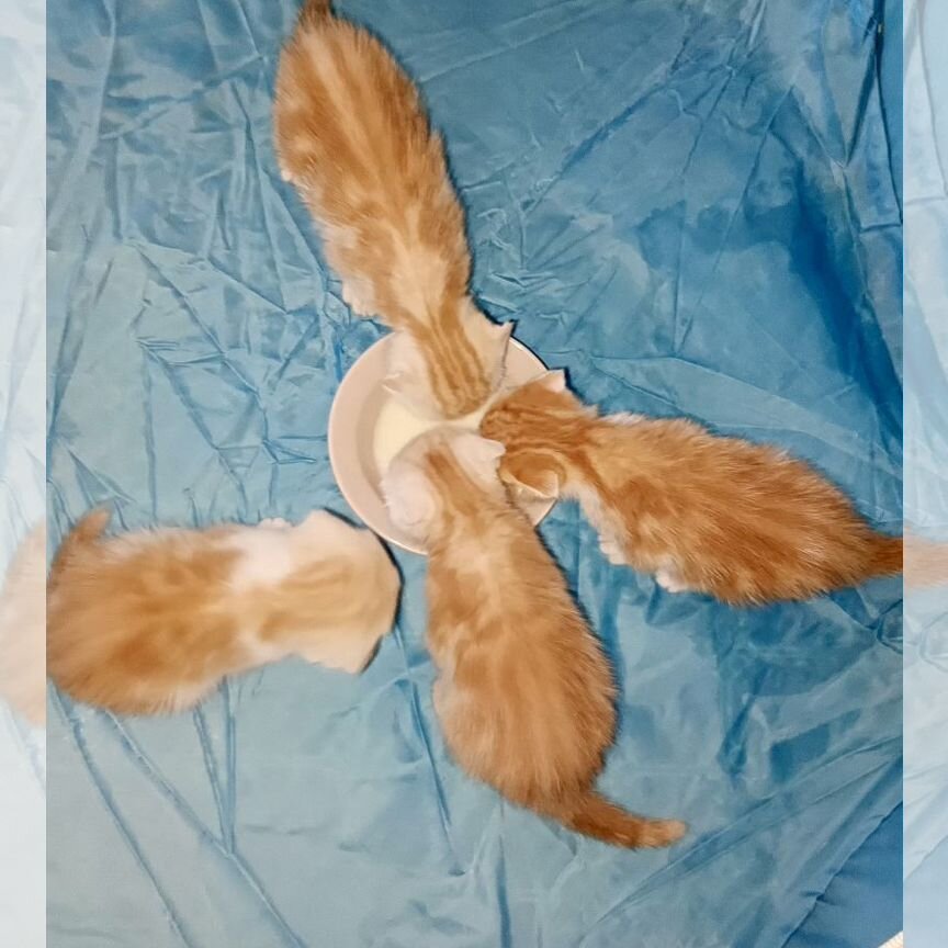 Шотландские котята