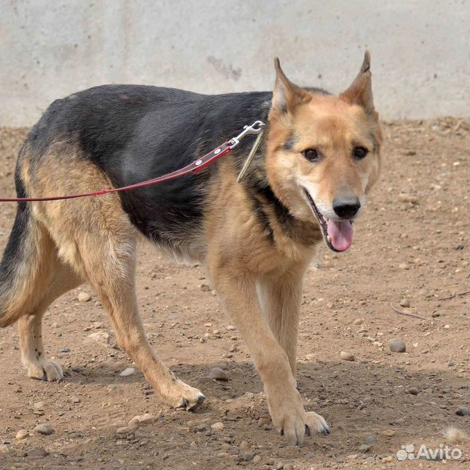 Овчаристая собака Ирма