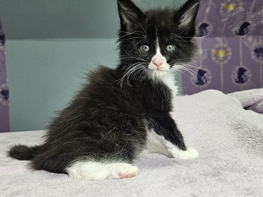 Мальчишки и девчонки)