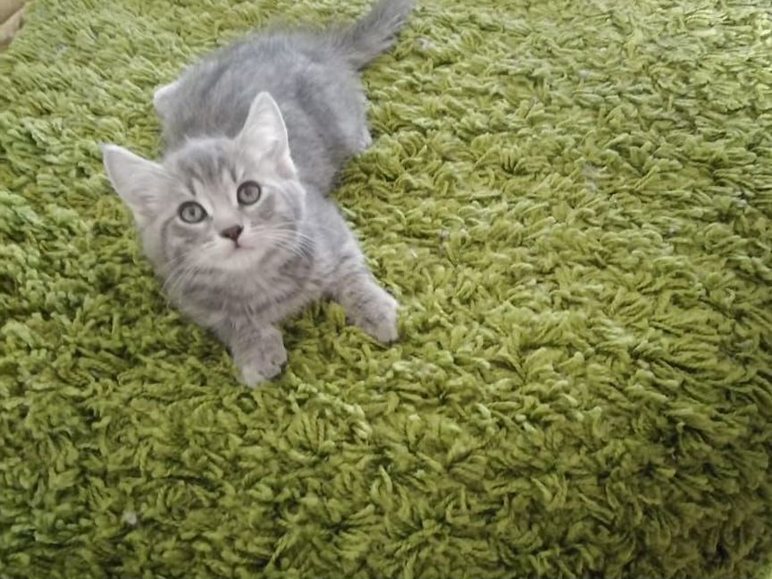 Британская кошечка