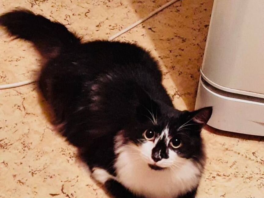 Кот Черничка ищет дом