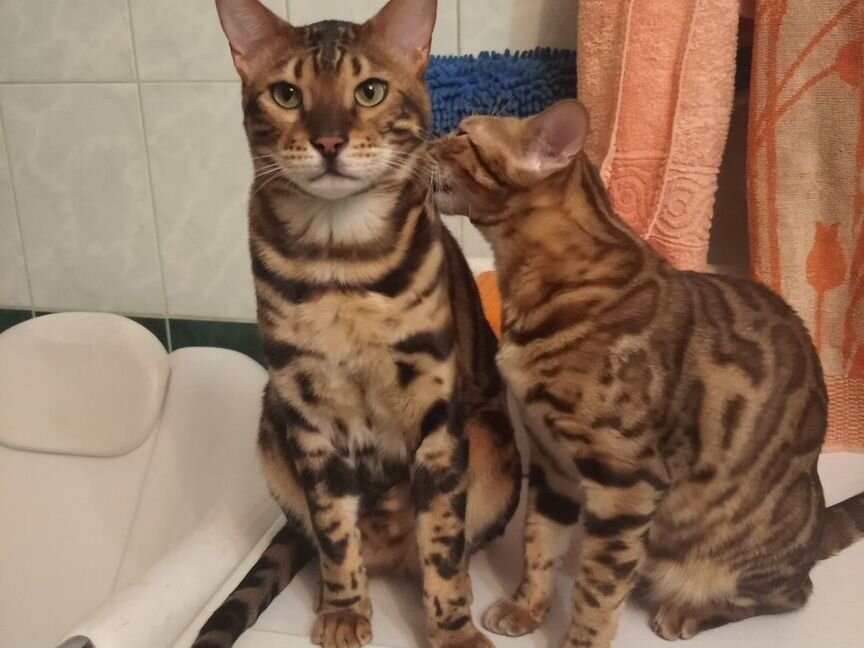 Бенгальские котята