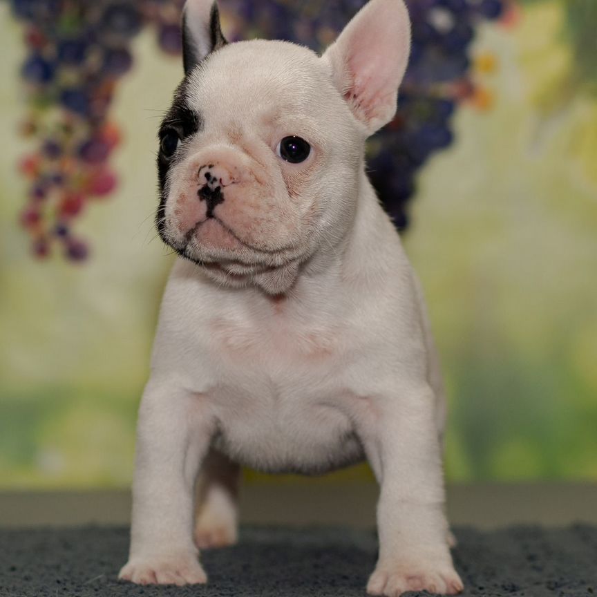 Французский бульдог, щенок
