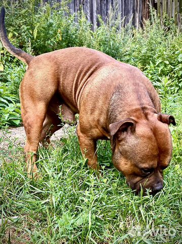 Американский булли