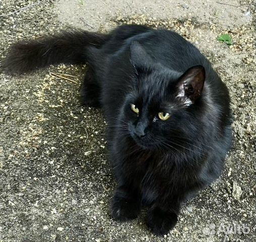 Чёрная юная кошка. В добрые руки