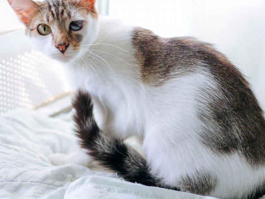 Приютская кошка в дар