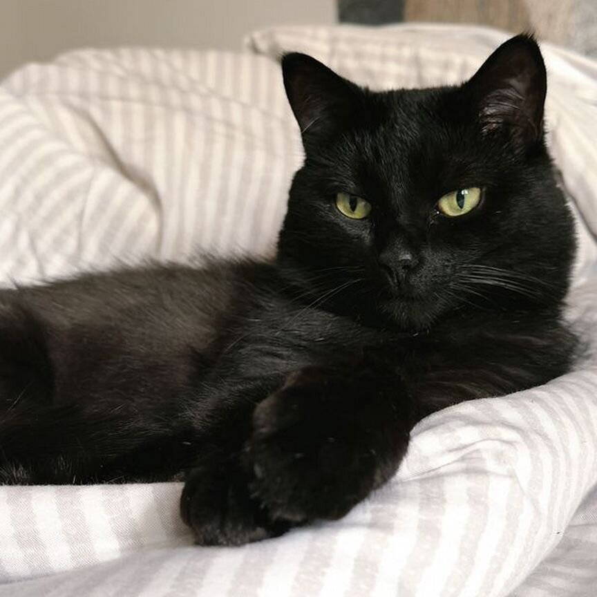 Взрослый кот в добрые руки