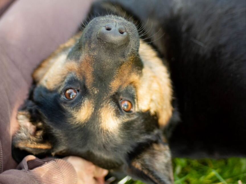 Джек собака- друг, собака- компаньон в дар