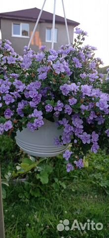 Бакопа голубая махровая и калибрахоа черенки купить в Калининграде ...