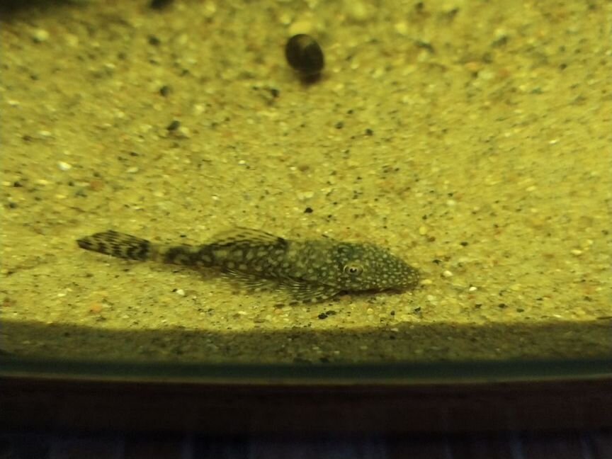 Аквариумные рыбки гуппи микс исомики