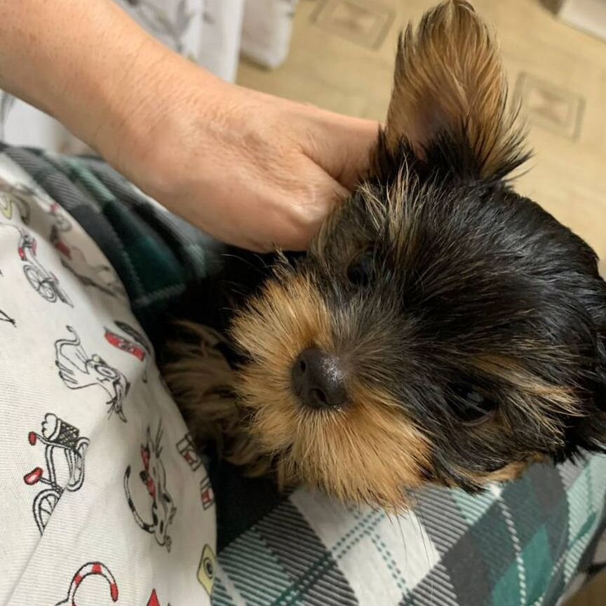 Йоркширский терьер, щенок