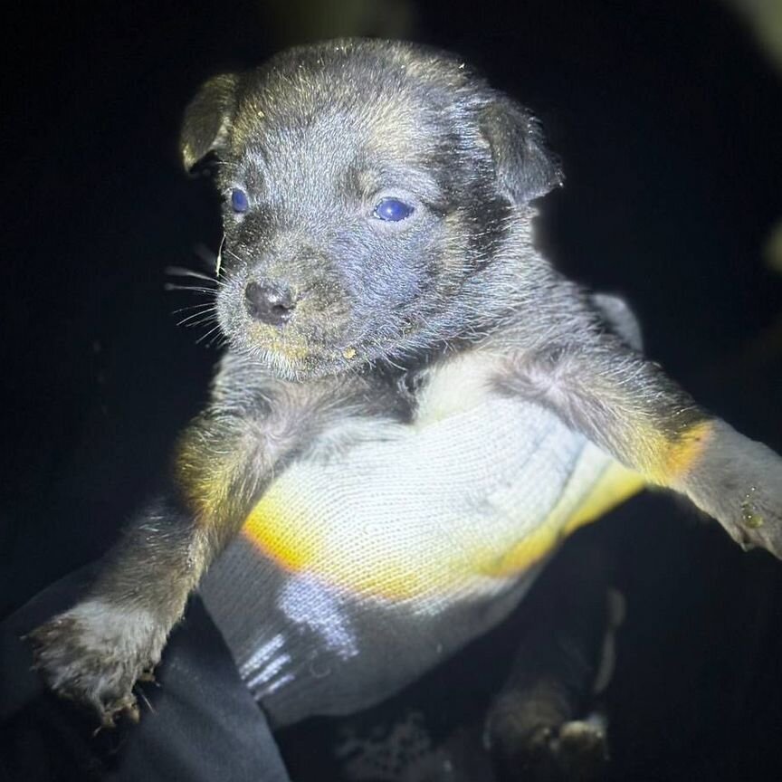 Щенки в добрые руки, будут ниже колена