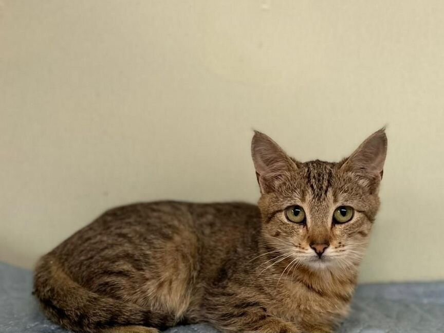 Рыся. Последний шанс