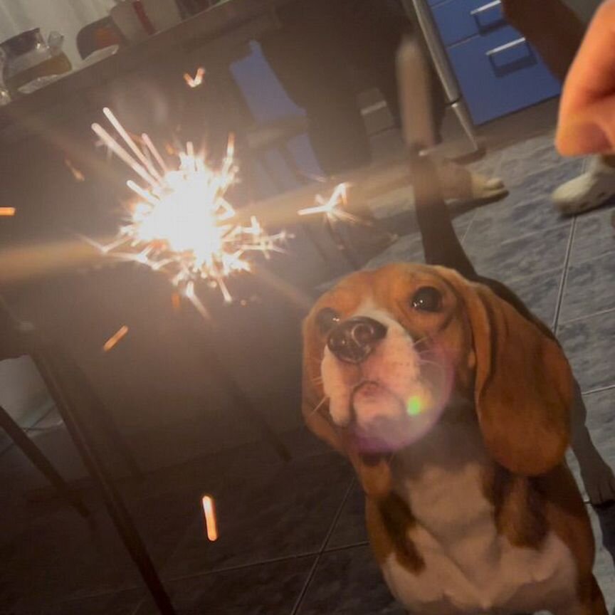 Бигль в очень добрые руки