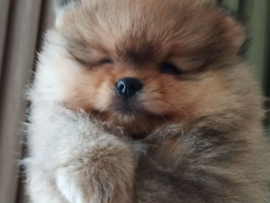 Щенки померанского шпица