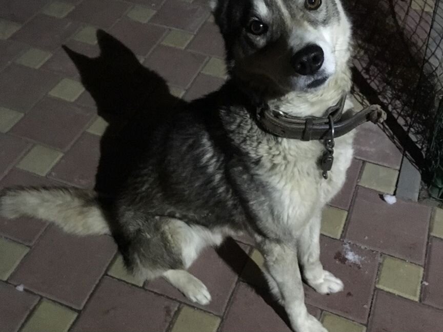 Хаски ищет подружку