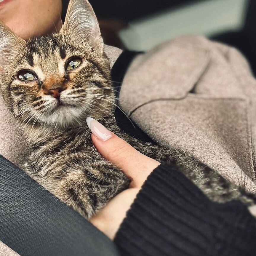 Отдам котенка в добрые руки