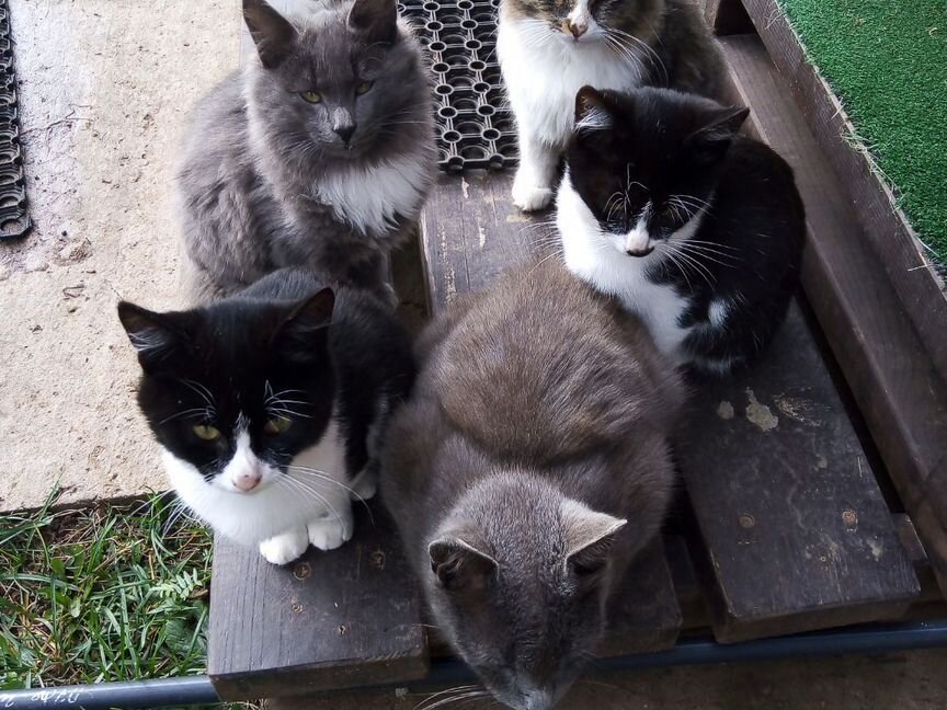 Котята в добрые руки бесплатно