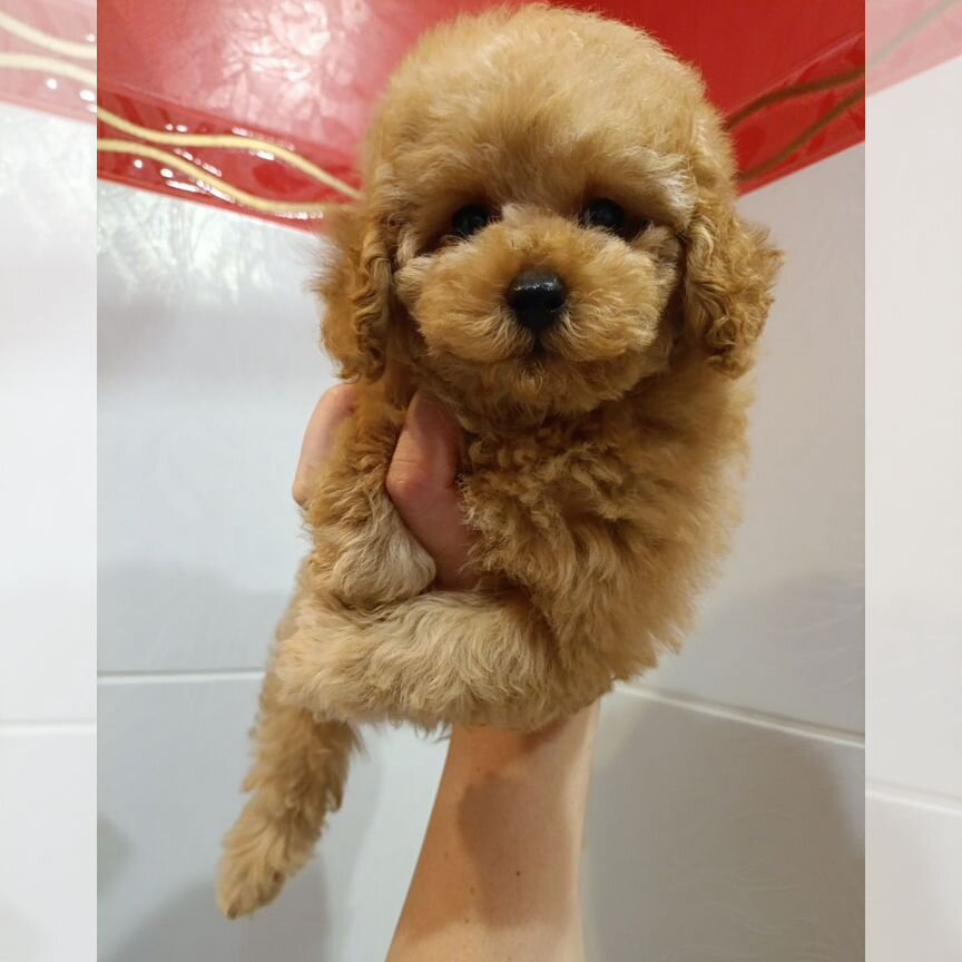 Той-пудель мини щенки