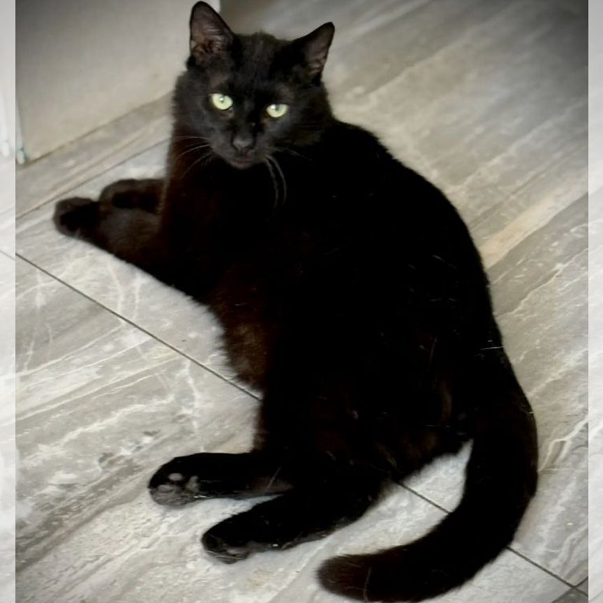 Взрослый кот в добрые руки