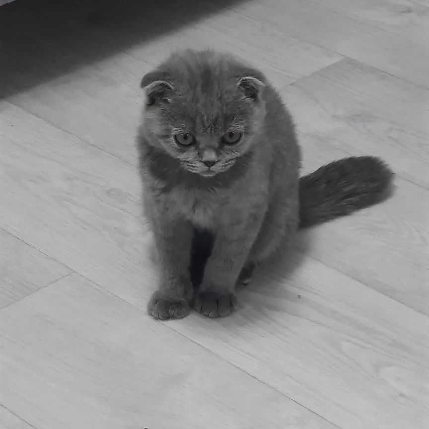 Шотландская