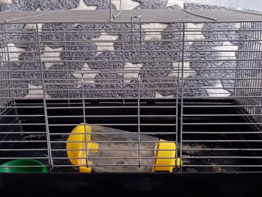 Продаю клетку для морской свинки