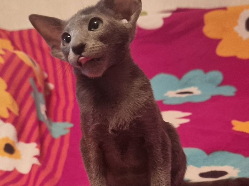 Ориентальный котёнок