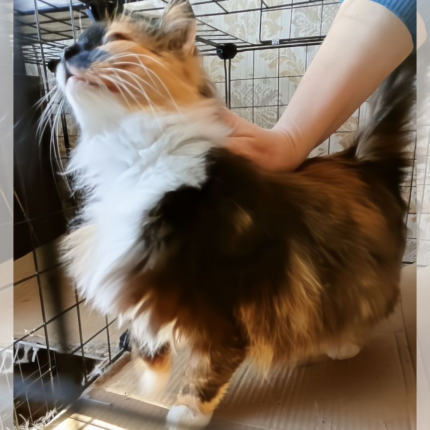 Сибирская, взрослая кошка