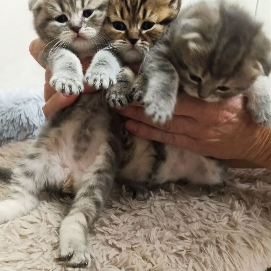 Шотландские котята вислоухие