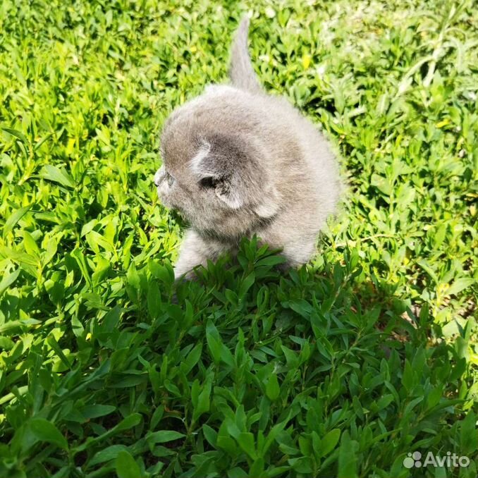 Шотладские вислоухие котята