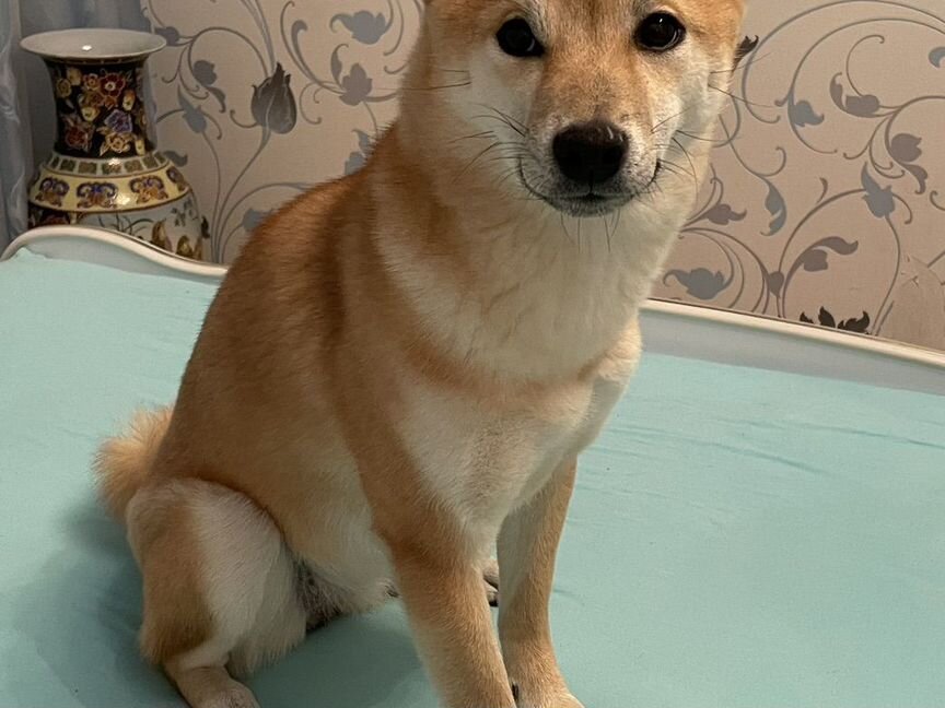 Щенок Сиба Ину