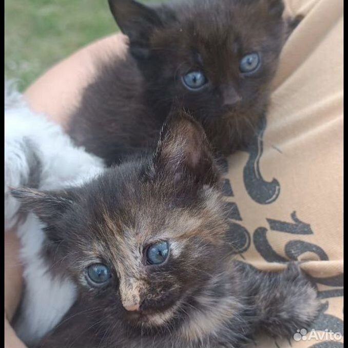 Котята кошки сфинкс браш