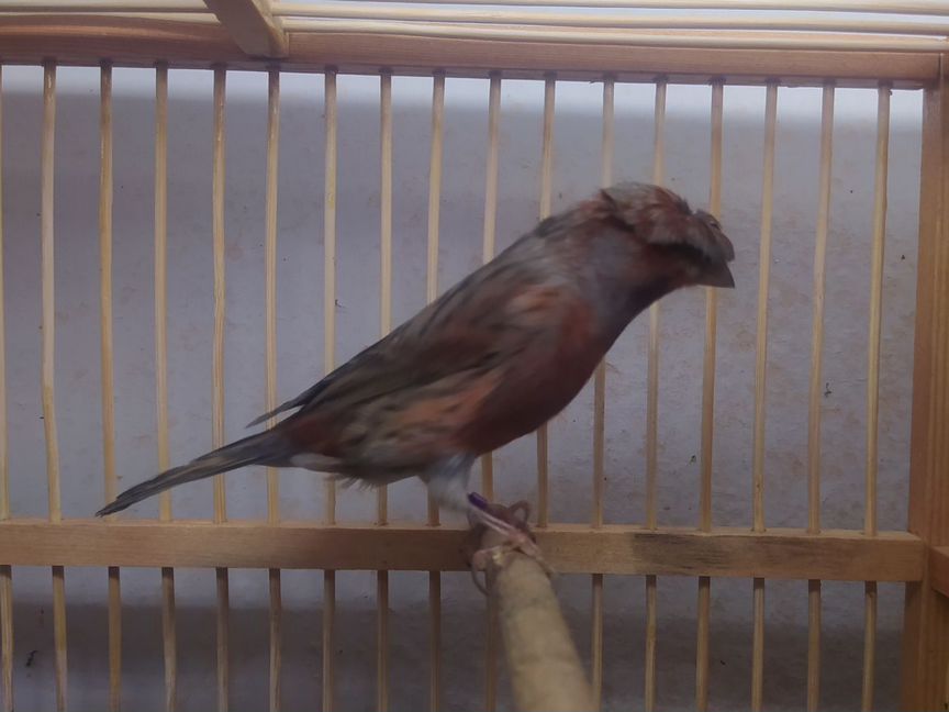 Кенара и канарейки