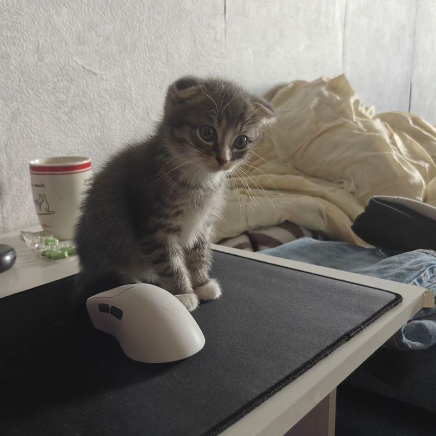 Котёнок в добрые руки