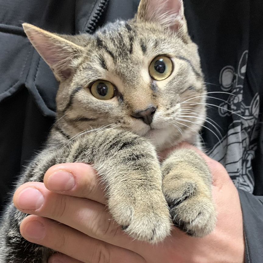 Котёнок от частного владельца