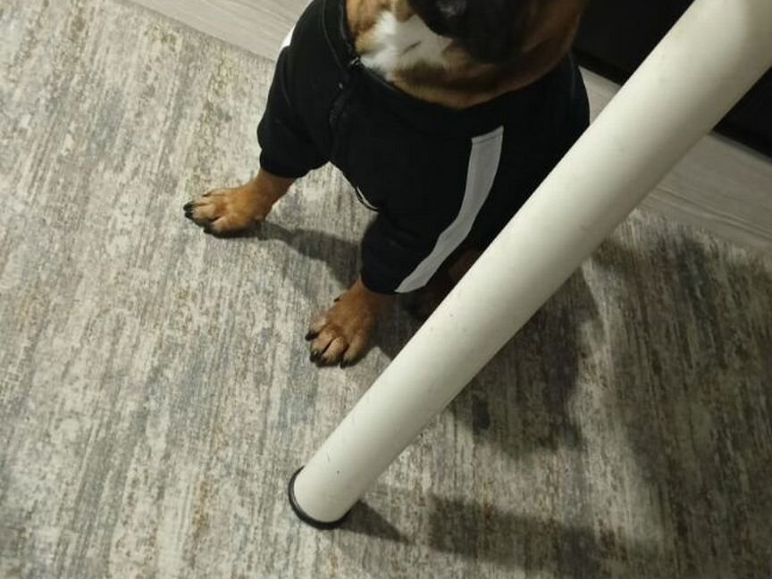 Вязка француза