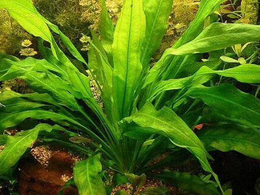 Эхинодорус