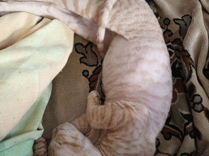 Котята сфинкс браш