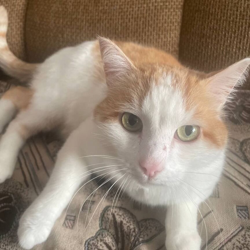 Отдам даром кота