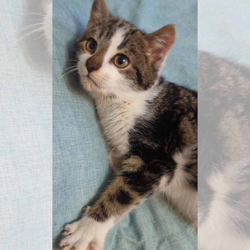 Котёнок 3 месяца, мальчики